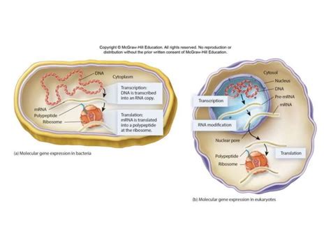 Gene Expression Translation Sp2020 Ppt
