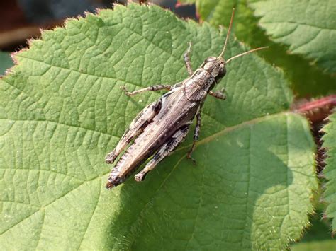 Migratory Grasshoppers Better Termite And Pest Control