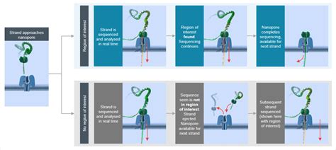 Team Develops Software That Cuts Time Cost From Gene Sequencing