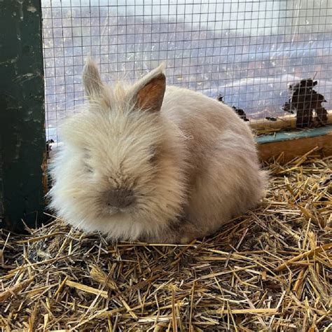 Sheldon The Cape Coop