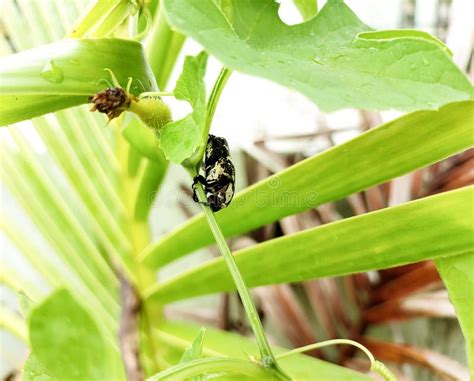 Flying Bug Insect Sitting On Green Leaves Plant Nature Photography