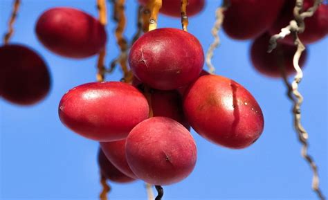 Dates Fruit Origin The Benefits Of Dates Fruit Dates In Spanish Fruit