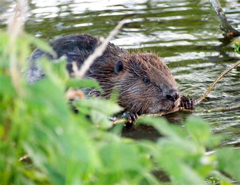 Unser Biber Die Grünen Furth
