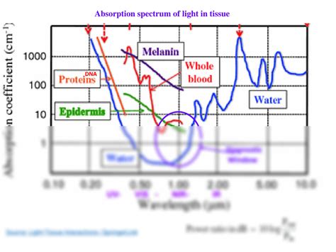 Solution Lecture 1 5 Light Tissue Interaction 2024 Copy Studypool