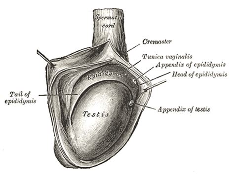 Appendix Of The Epididymis Libre Pathology