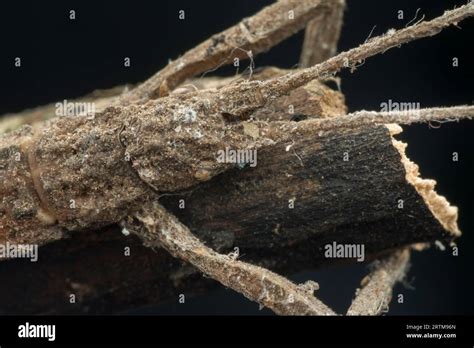 Walking Stick Insect Camouflage Hidden Wildlife Hi Res Stock