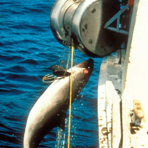 Phocoena Phocoena Harbor Porpoise Entangled In A Bottom Set Gillnet On Download Scientific