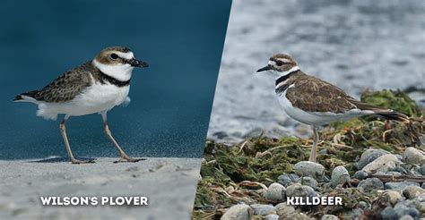 Shorebird Spotters Tips For Distinguishing Wilsons Plovers And