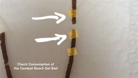How Long Does Combat Roach Bait Gel Last [check Here] Apb