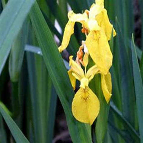 Iris Maackii（鸢尾科植物）百度百科