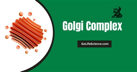 Cell Cycle Phases Regulation Checkpoints And Mitosis
