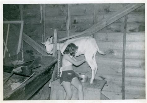 Bandw Photo Of Girl Milking Goat Inside Barn Photo Probably Flickr
