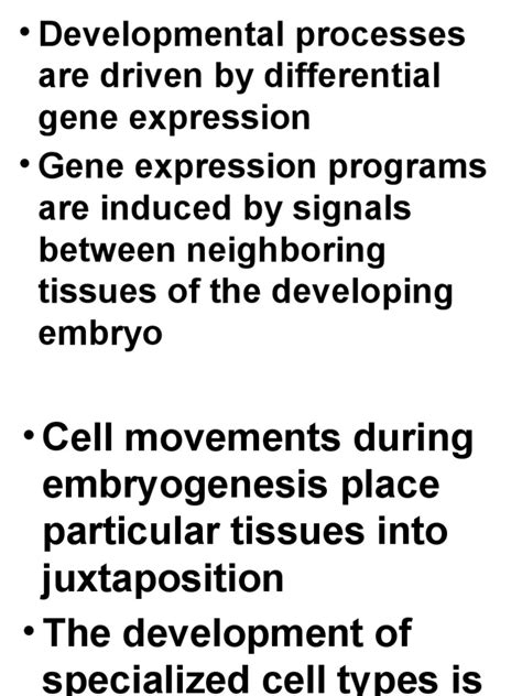 Cell Commitment N Determination Pdf Cellular Differentiation Developmental Biology