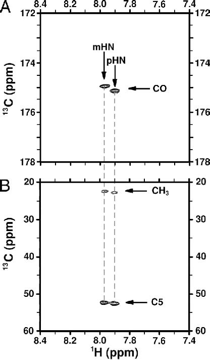 Extracellular Structure Of Polysialic Acid Explored By On Cell Solution