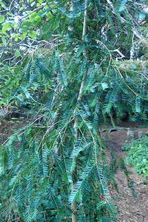 Wirtualny Atlas Roślin Torreja Kalifornijska Torreya Californica