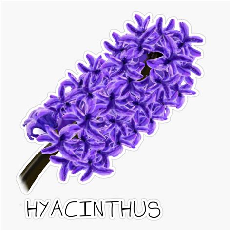 Onim Purple Hyacinth Genus Print Sticker Phone Decal Water Bottle