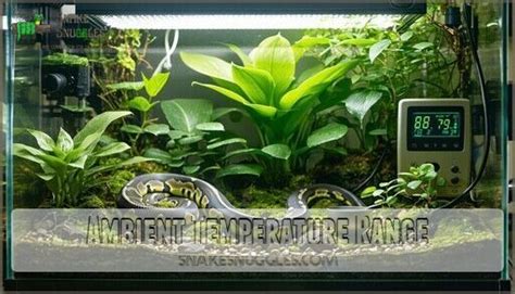 Best Temperatures For Keeping A Ball Python Complete Care Guide