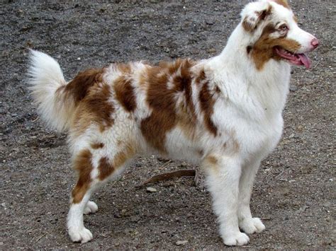 Aussie Red Merle
