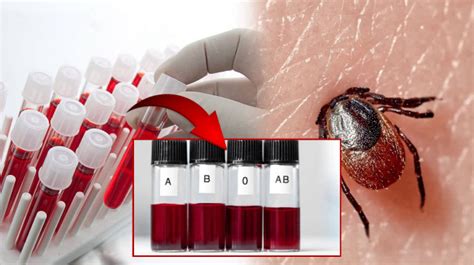 Kenelerin en sevdiği kan grubu belli oldu Uzmanlar uyarıyor özellikle o kişileri seçiyorlar