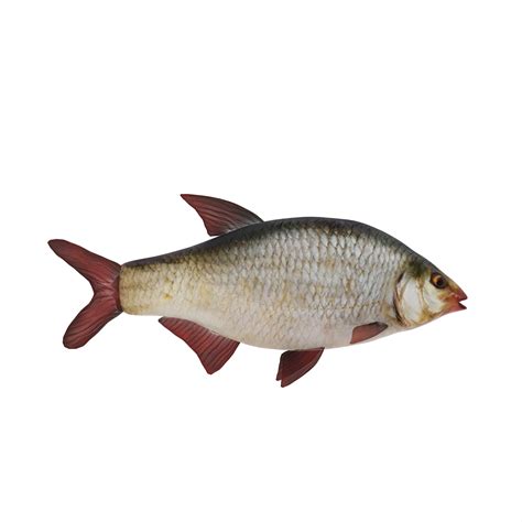 Redeye Bass Fish Isolated 19079267 Png