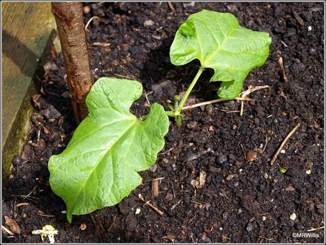 Marks Veg Plot Planting Runner Beans