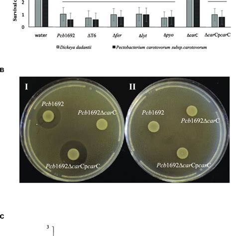 Bacteriocin Production By Strains Of Pectobacterium Carotovorum