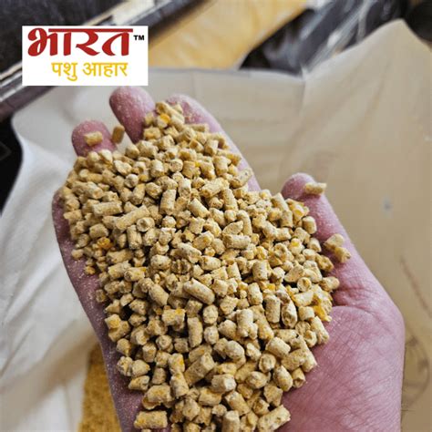 100 Pure Maize Pellets For Cattle High Energy Growth And Milk