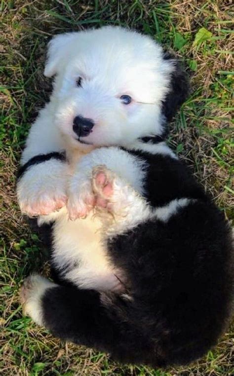 This Cute Old English Sheepdog Puppy 🐶 Rcute