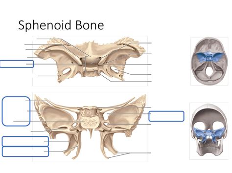 Sphenoid Bone Diagram Quizlet