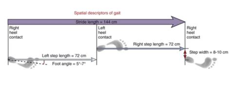 Gait Analysis Pt1 Flashcards Quizlet