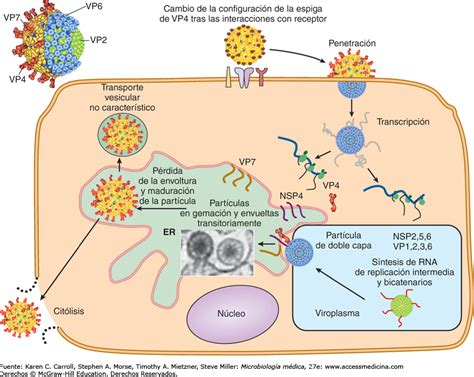 Gastroenteritis Por Rotavirus Octubre 2019