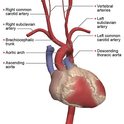 Aorta Anatomy