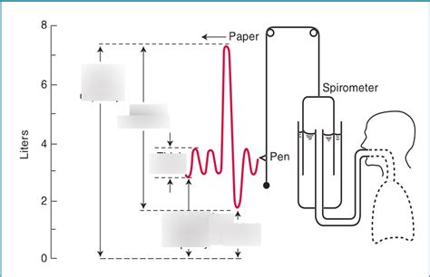 Vmed 5111 Lung Graph Diagram Quizlet