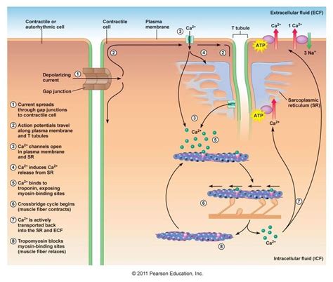Cardiac Muscle Diagram Quizlet