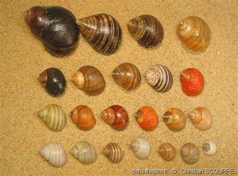 Littorina Littorea Doris
