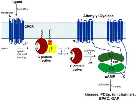 Figure 111 From Structural Characterisation Of The Catalytic Core Of