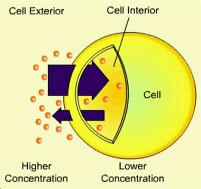Diffusion Biology Notes For IGCSE 2014