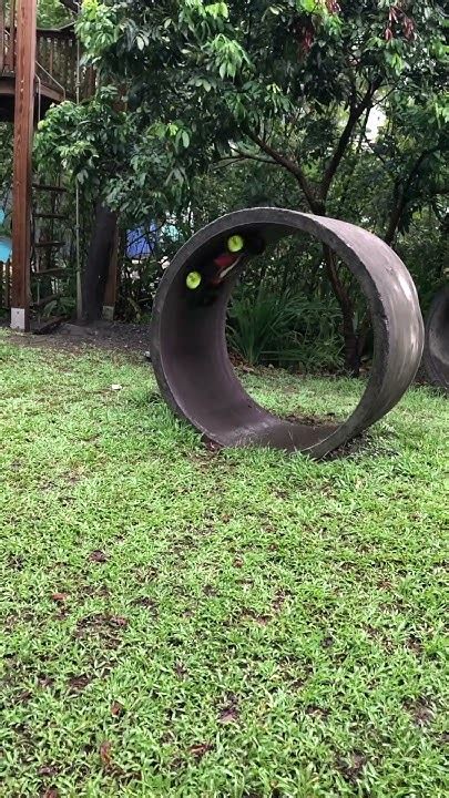 Corally Radix Youtube