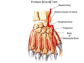 Back Of Forearm221220164624pdf Muscles Pdf