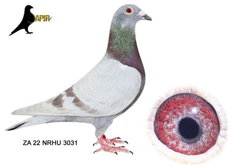 Lot 9 Sapir Olr Auction 3 Johnny Forbes Jacques Marius Za 22