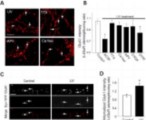 Involvement Of Nmdar Activity And Receptor Internalization In Download Scientific Diagram