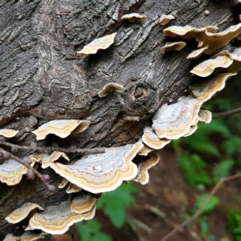 갈색꽃구름버섯