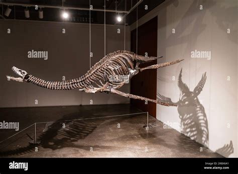 New York New York Usa 10th July 2023 Plesiosaur Dinosaur Fossil On