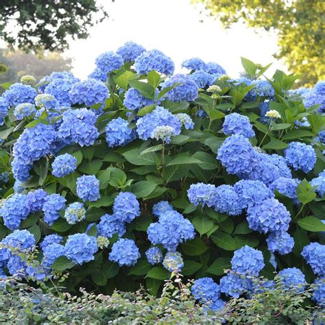Hydrangea Lower Classifications Hydrangea Types Which One Is Yours