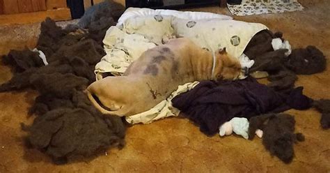 Rip Bed Album On Imgur