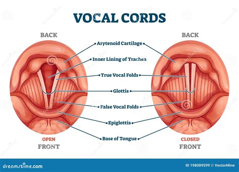 Vocal Cords Vector Illustration 57033548