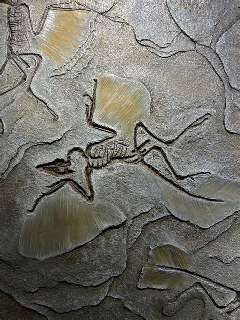 Detailed Closeup Of A Fossilized Bird Resting On A Rock At The Museum