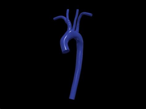 3d Model Of Aorta 3d Model 3d Printable Cgtrader