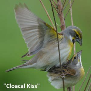 Bird Cloacal Kiss