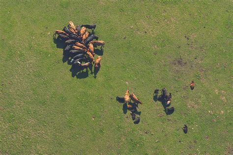 IoT Tracking For Livestock Monitoring U Blox